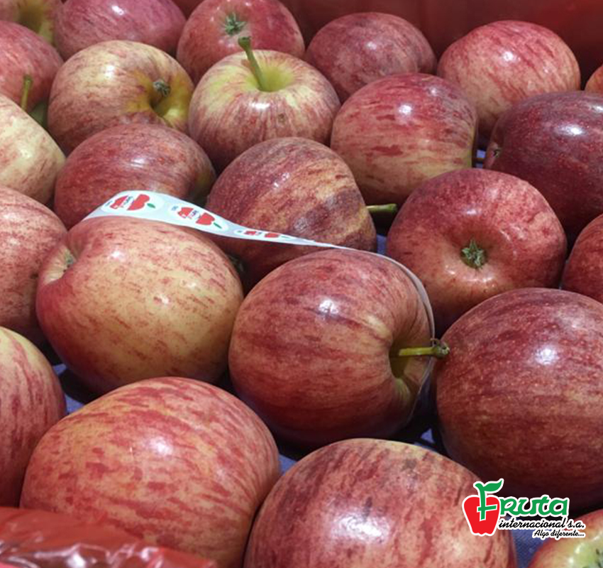 manzanas gala – ..:::Frutainternacional S.A:::..